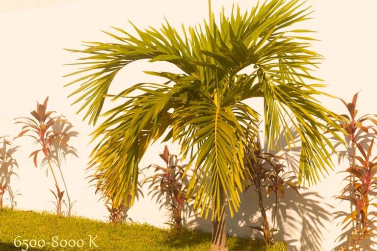 Essential facts Color Temperature, WHITE BALANCE in photography.